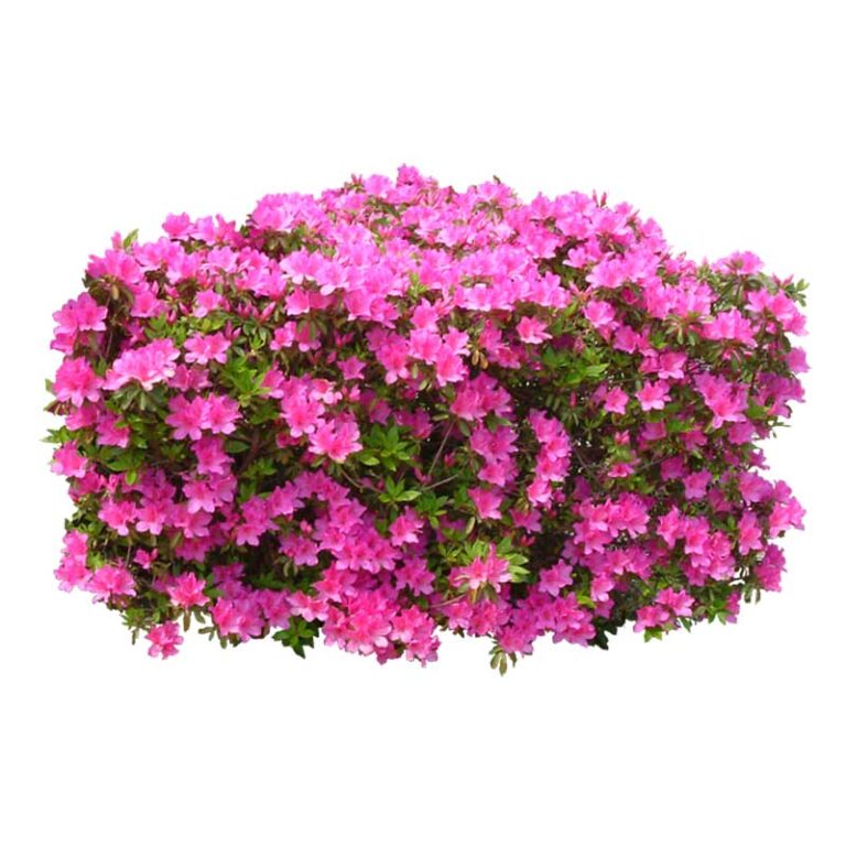 低木素材 – sozaiya.com