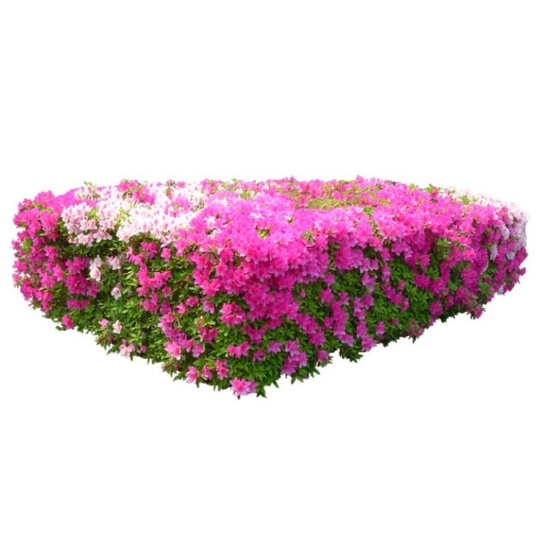 低木素材 – ページ 3 – sozaiya.com