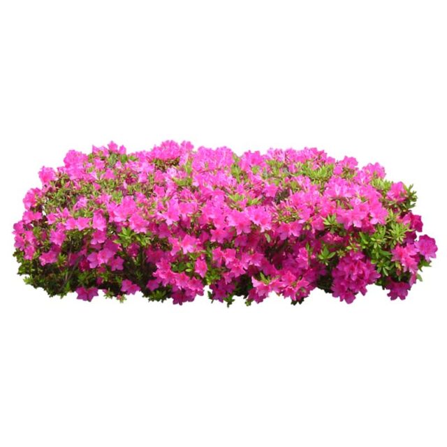 低木素材 – sozaiya.com