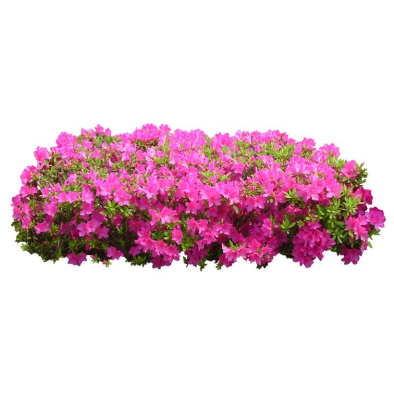 低木素材 – sozaiya.com