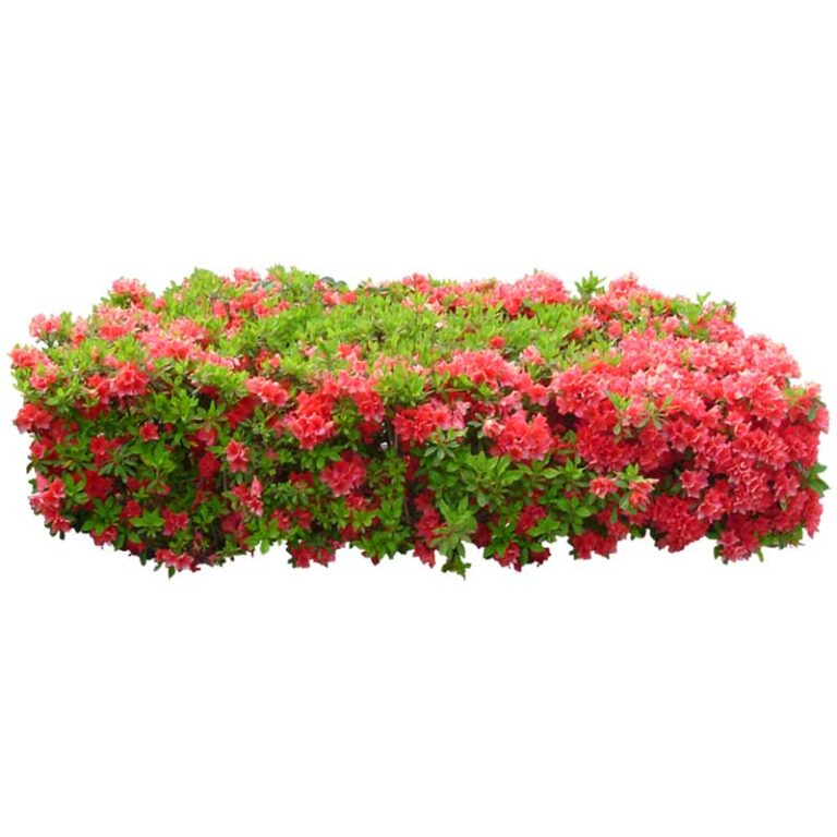 低木素材 – sozaiya.com