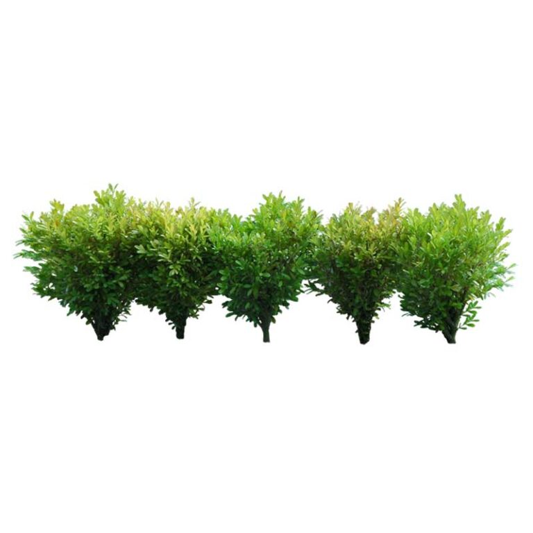 shrub_clippings_L1021 – sozaiya.com