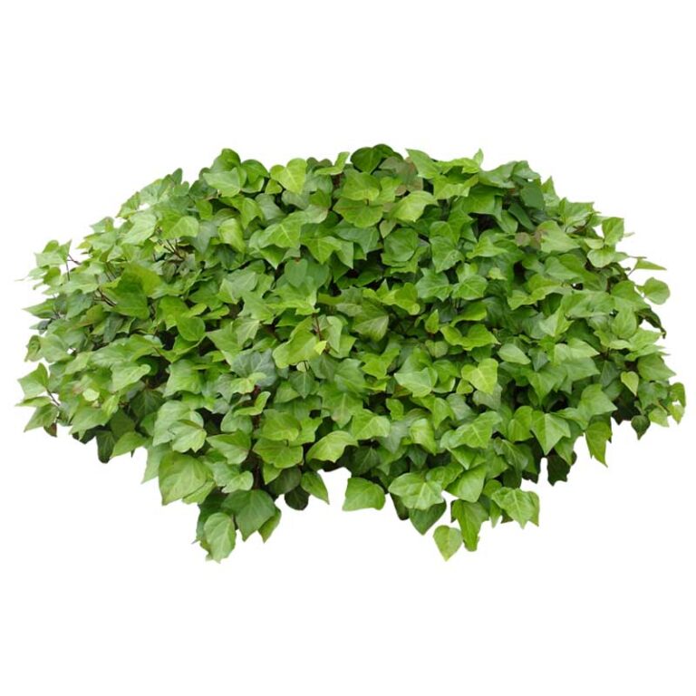 低木素材 – sozaiya.com