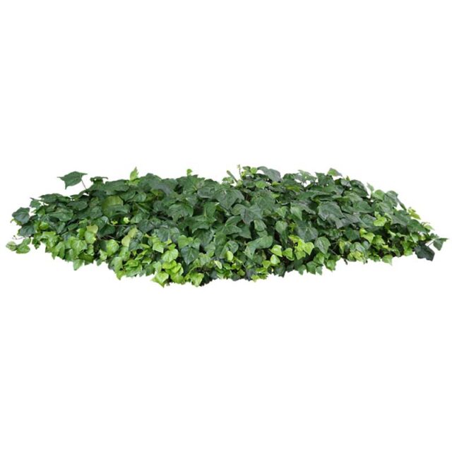 低木素材 – sozaiya.com