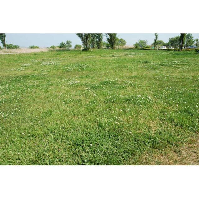 P0002 – sozaiya.com