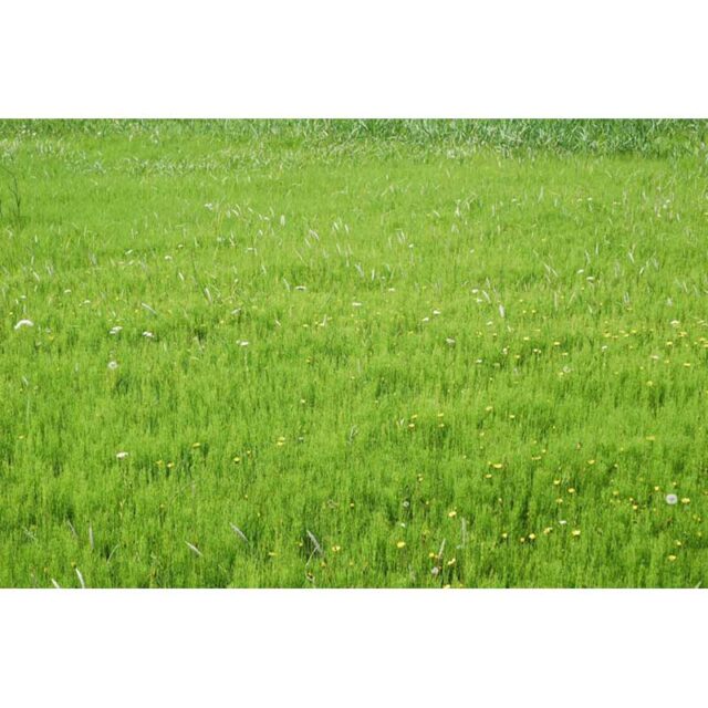 P0004 – sozaiya.com