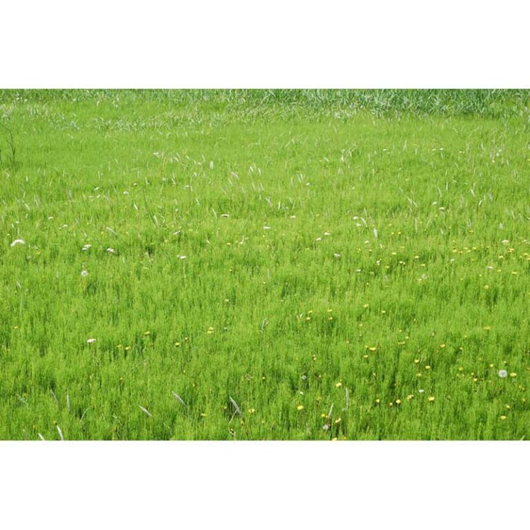 P0004 – sozaiya.com