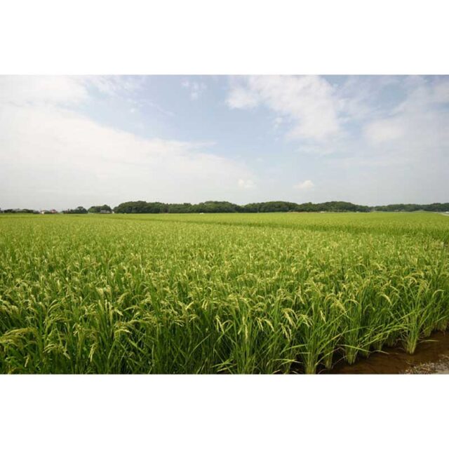 P0016 – sozaiya.com