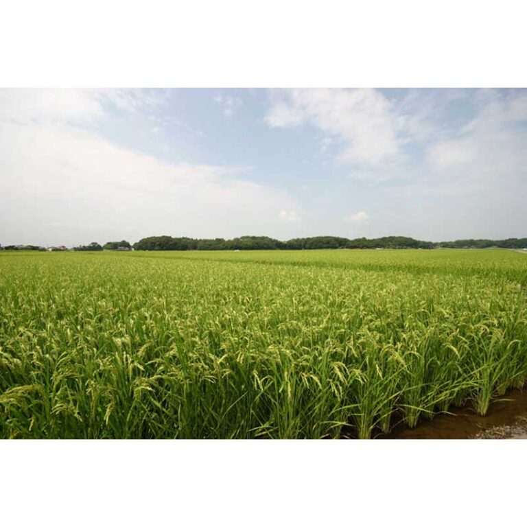 その他 – sozaiya.com