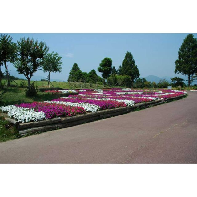 P0088 – sozaiya.com