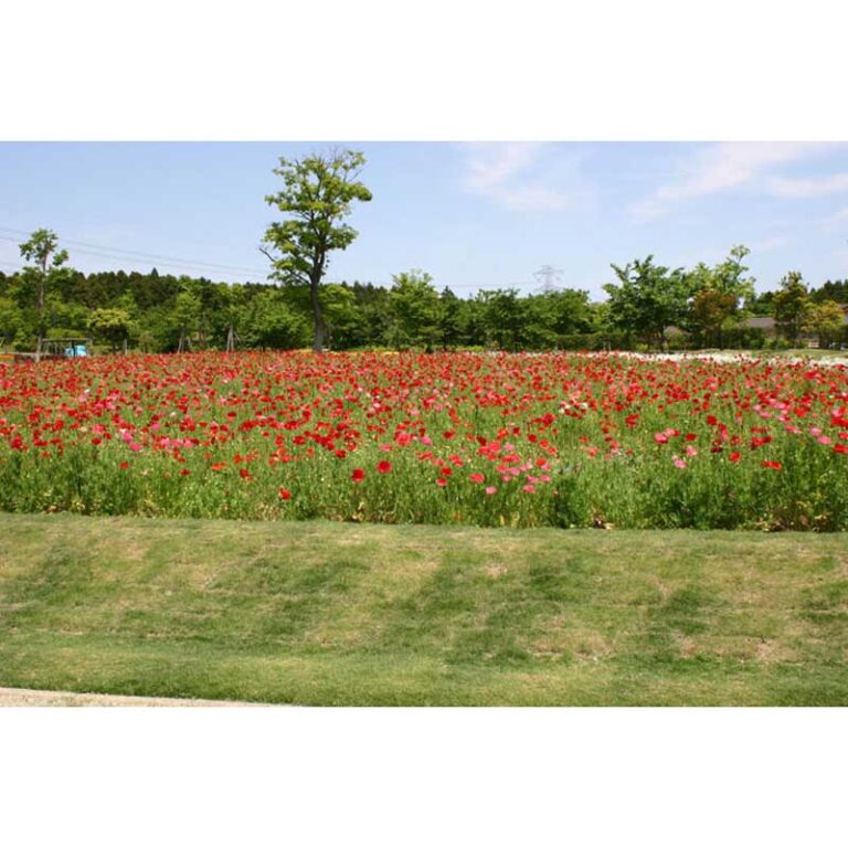 その他 – sozaiya.com