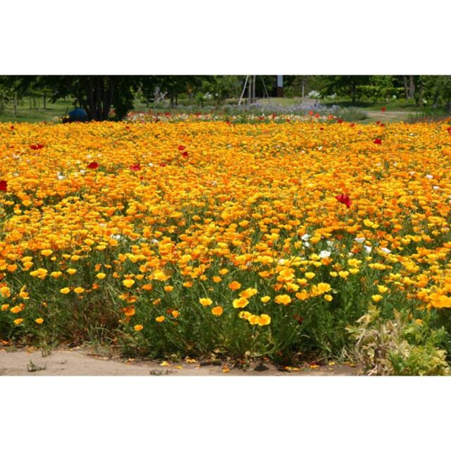 その他 – sozaiya.com