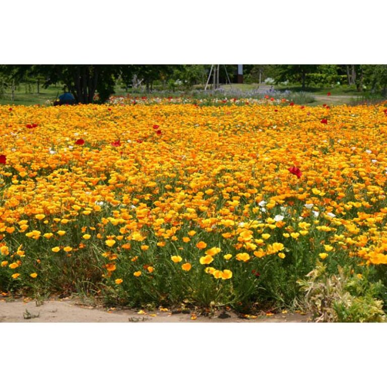 その他 – sozaiya.com