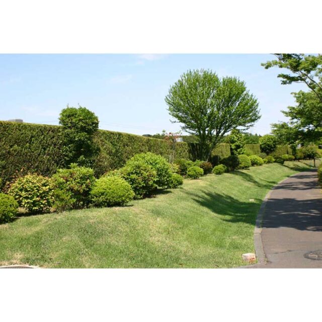 P0096 – sozaiya.com