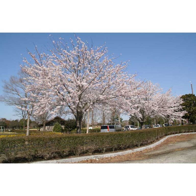 P0130 – sozaiya.com