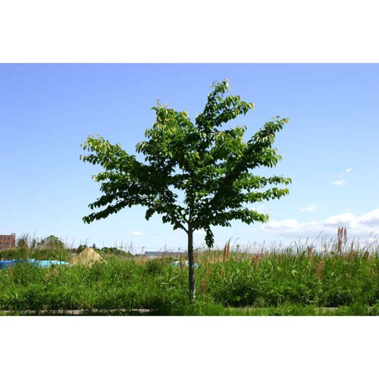 その他 – sozaiya.com