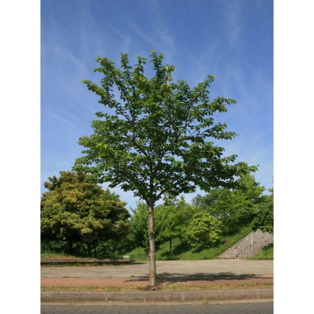 その他 – sozaiya.com