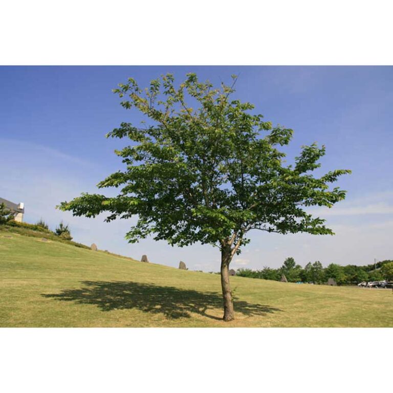 P0199 – sozaiya.com