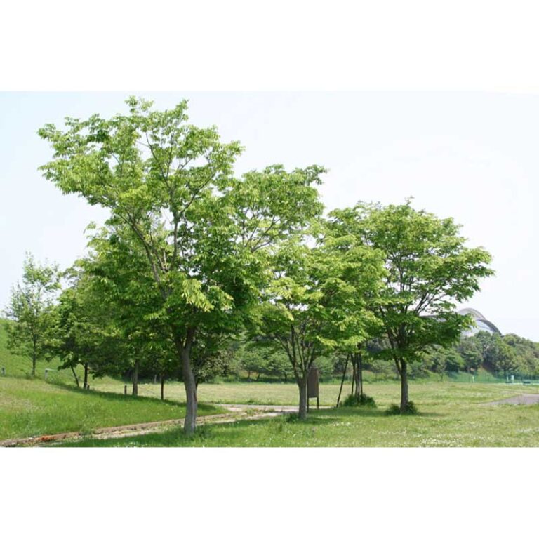 P0215 – sozaiya.com