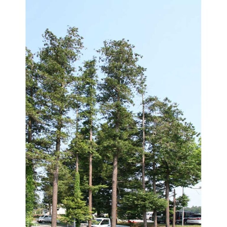 P0224 – sozaiya.com