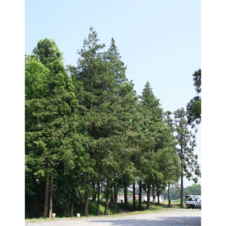 その他 – sozaiya.com