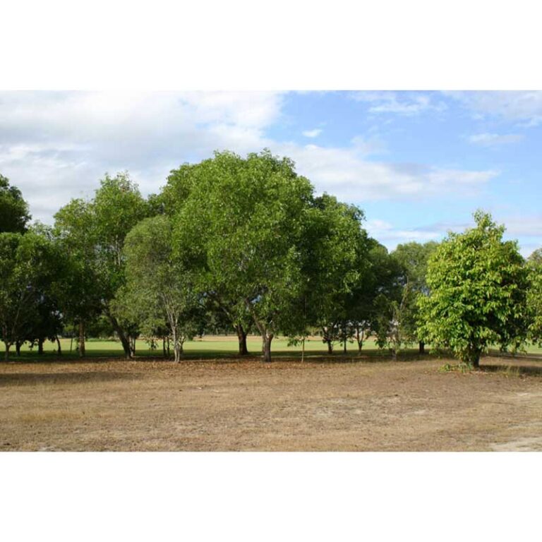 P0231 – sozaiya.com