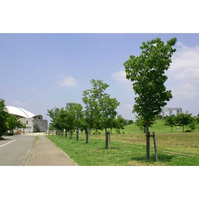 P0233 – sozaiya.com