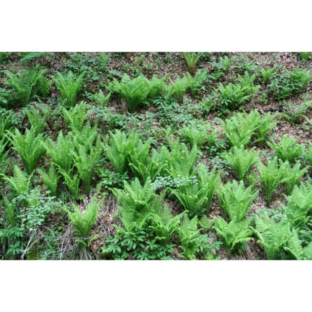 P0321 – sozaiya.com