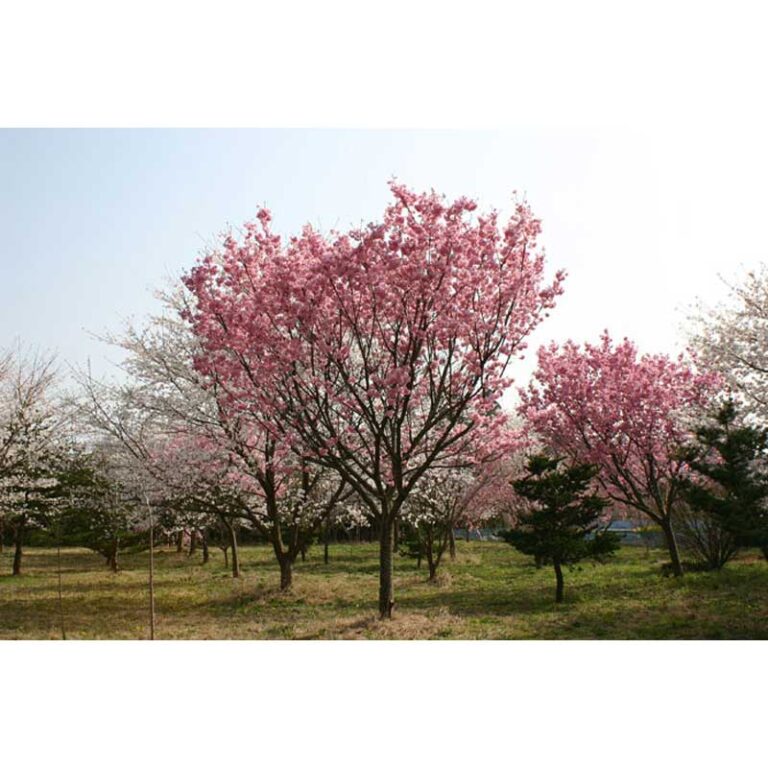 その他 – sozaiya.com