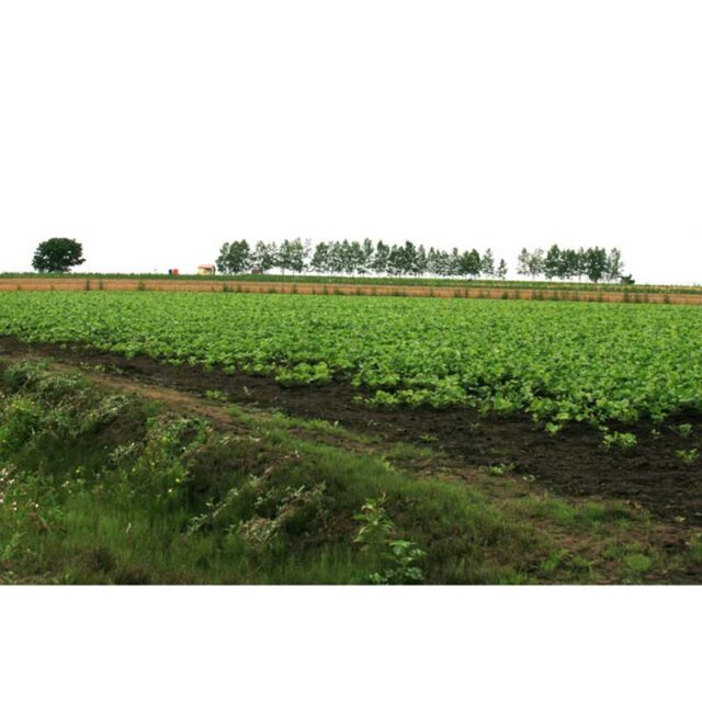 P0370 – sozaiya.com