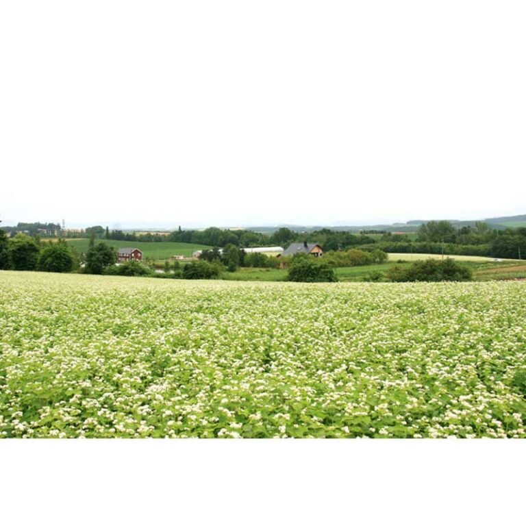 その他 – sozaiya.com