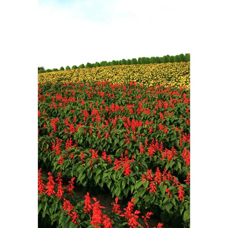 P0398 – sozaiya.com