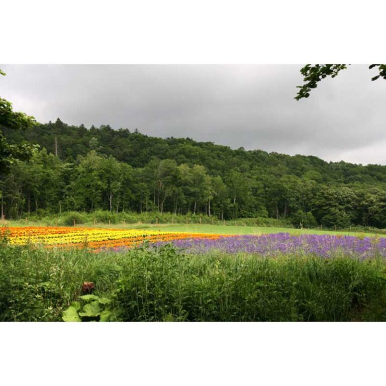 その他 – sozaiya.com