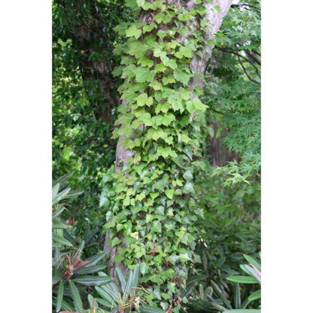 P0407 – sozaiya.com