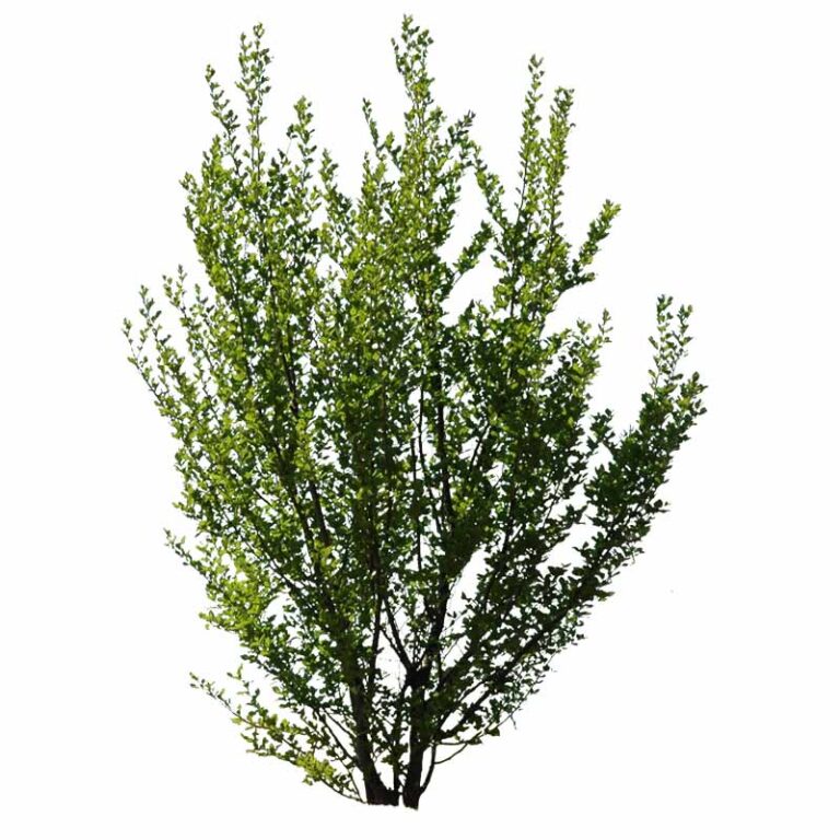 树木材料 – sozaiya.com