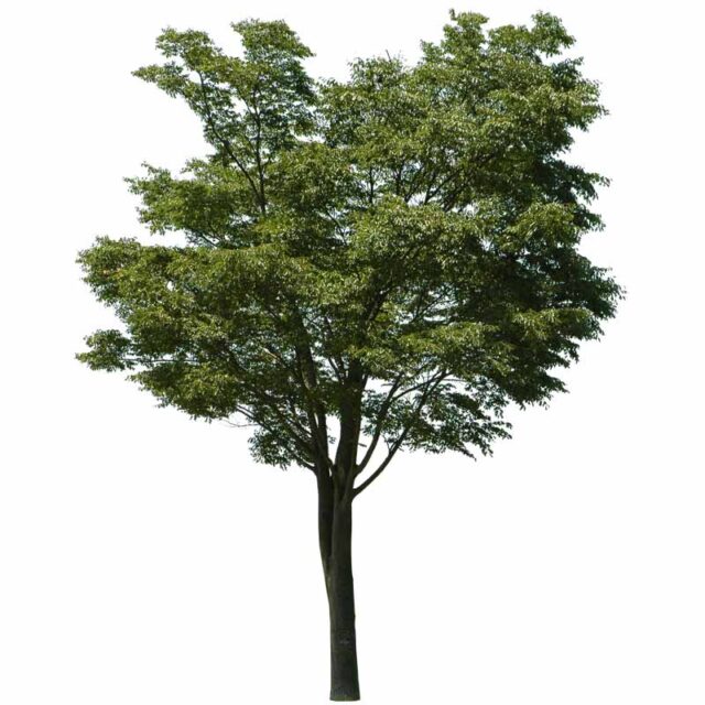 T1_002 – sozaiya.com