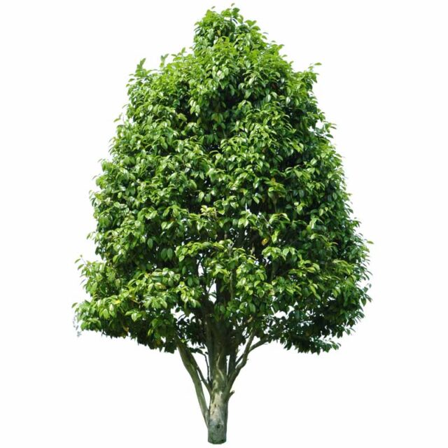 树木材料 – sozaiya.com