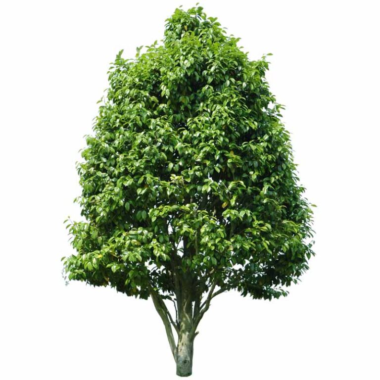 T1_003 – sozaiya.com