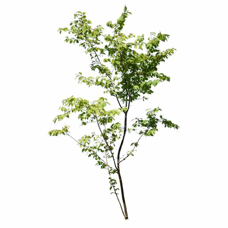 T1_004 – sozaiya.com