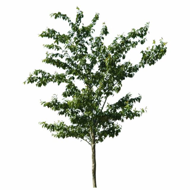 T1_005 – sozaiya.com