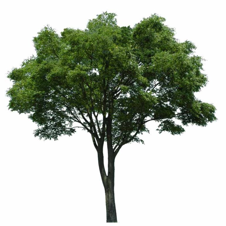 樹木素材 – ページ 3 – sozaiya.com