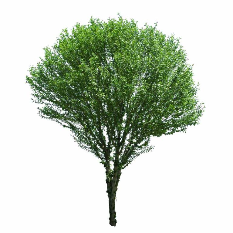 T1_007 – sozaiya.com