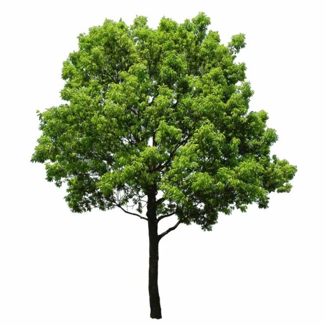 T1_008 – sozaiya.com