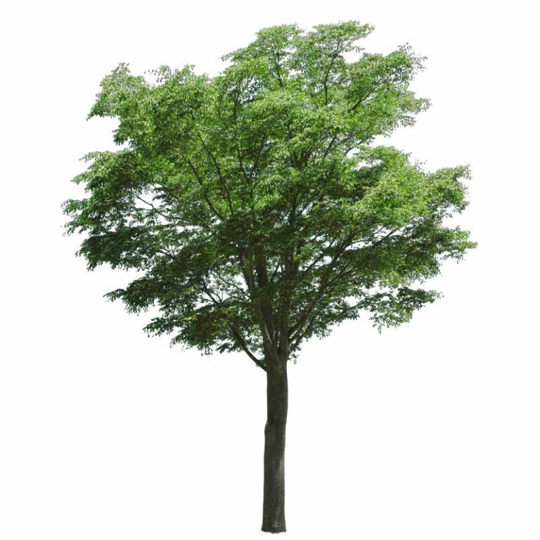 T1_009 – sozaiya.com