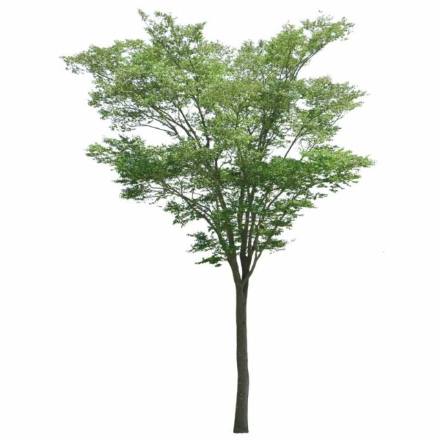 樹木素材 – sozaiya.com