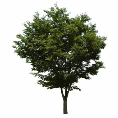 樹木素材 – sozaiya.com