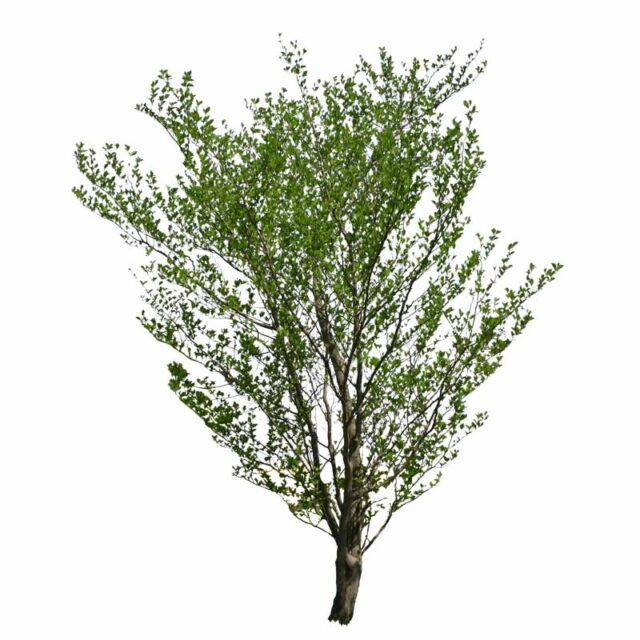 樹木素材 – sozaiya.com