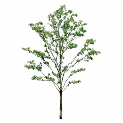 T1_048 – sozaiya.com