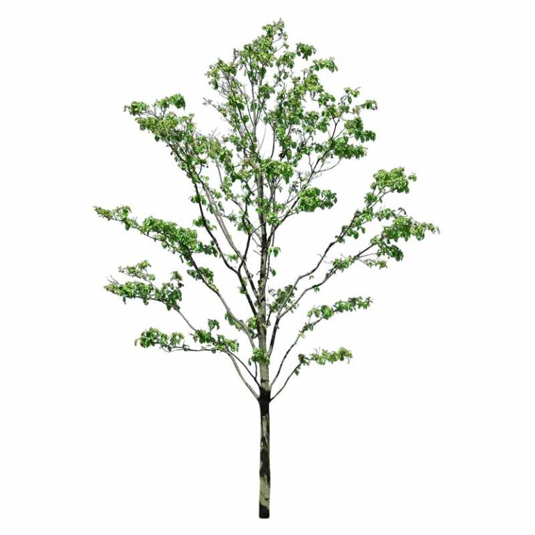 T1_015 – sozaiya.com