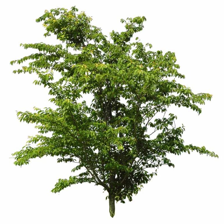 T1_019 – sozaiya.com